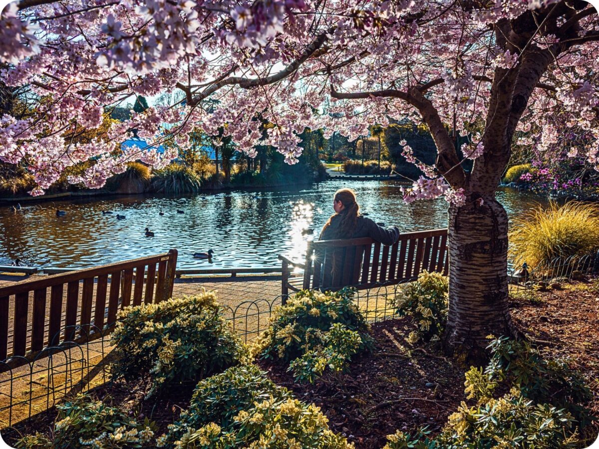 Top 10 Free Things To Do In Dunedin