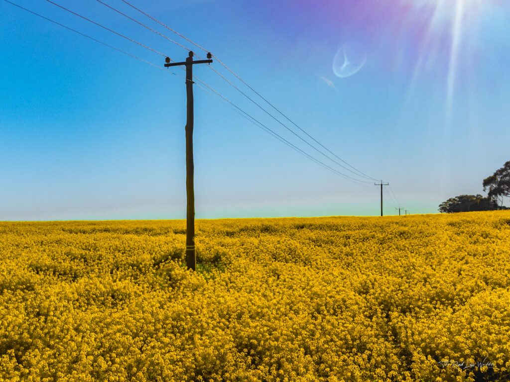 Northam Canola Print • The Road Less Written